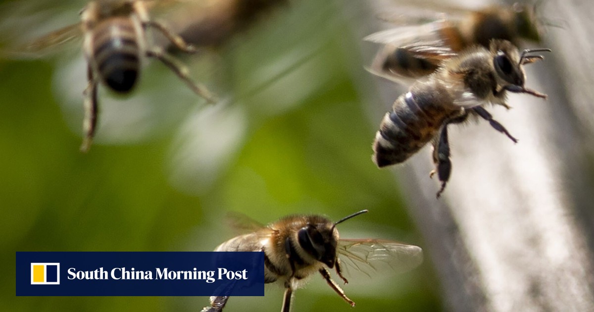 Forget bees, use flying soap bubbles to pollinate plants and save world ...