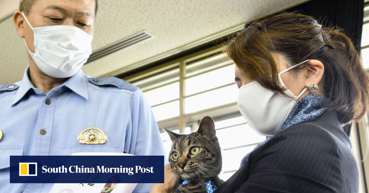Koko the cat helped save man stuck in a canal. Now she’s a local hero ...