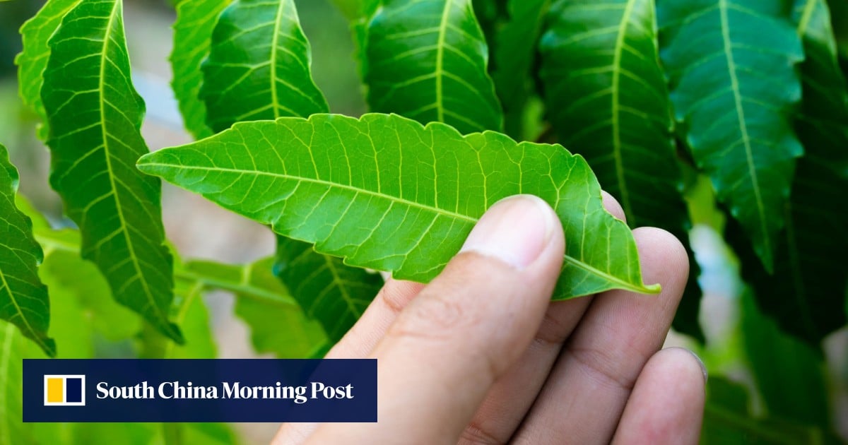What Foods Are Good For Boosting Our Immune System South China what-foods-are-good-for-boosting-our-immune-system-south-china