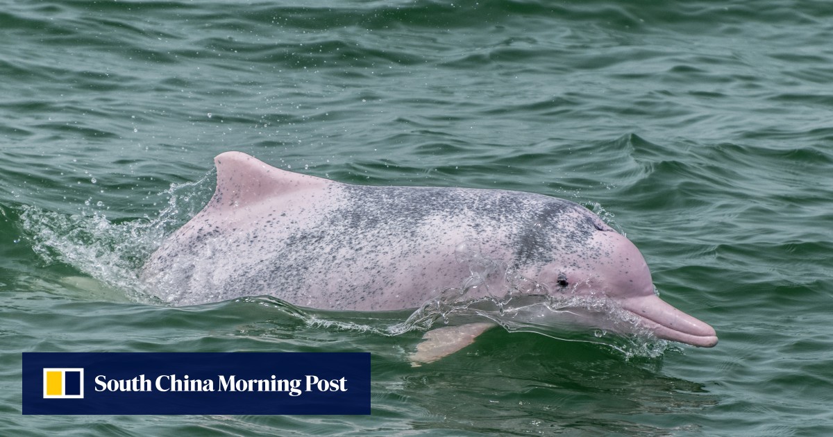 For Hong Kong’s Chinese white dolphins, extinction is the ‘most likely ...