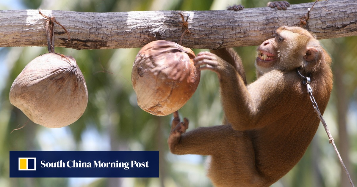 Thailand’s US$400 million coconut trade caught up in ‘monkey abuse ...