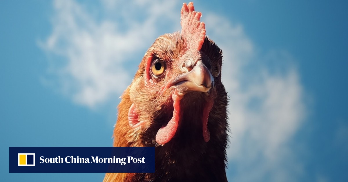 History of chickens: how the bird became world’s primary protein source ...