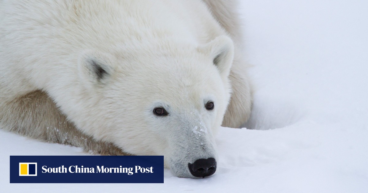 Polar bears will go extinct by 2100 because of climate change, study ...