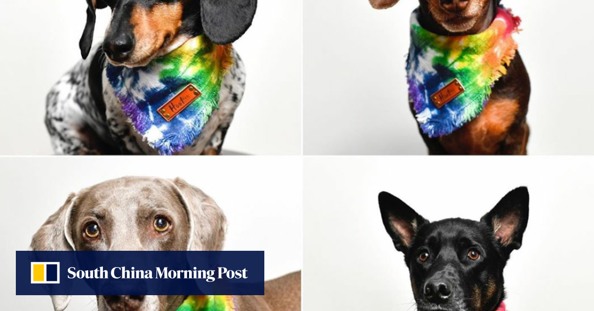 Dogs and puppies are the new stars of Instagram during lockdown | South ...