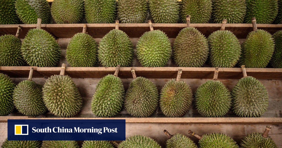 Coronavirus: Malaysia’s durian sellers saw boom in online orders during ...