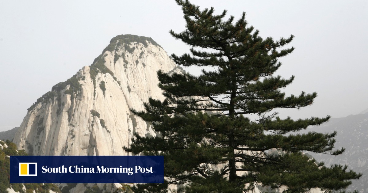 Botanists may have worked out why pine trees suddenly died across China ...