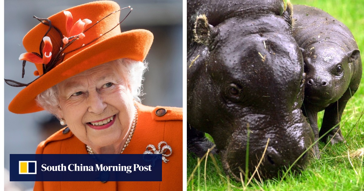 Queen Elizabeth’s fantastic beasts: hippos from Liberia, crocodiles ...