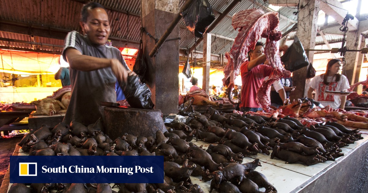 Coronaviruses are widespread among bats and rats sold for food, study ...