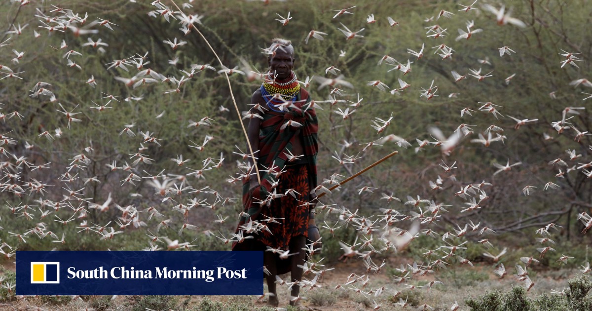 Why locusts swarm: scientists identify scent that could be used as ...