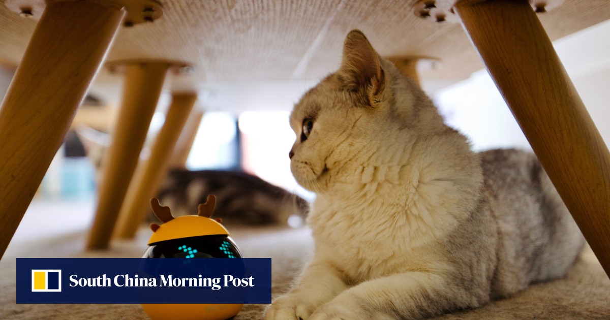 Pets in China now have their own robot friends, which can entertain and ...
