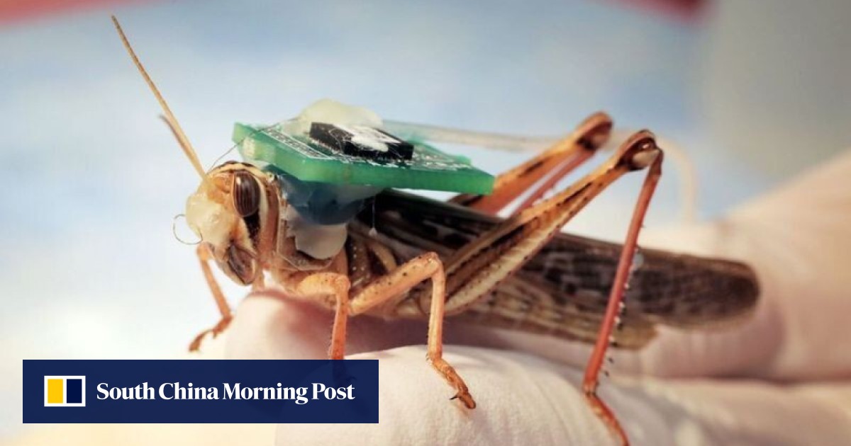 Swat team: US Navy experiments with ‘cyborg locusts’ to find bombs ...