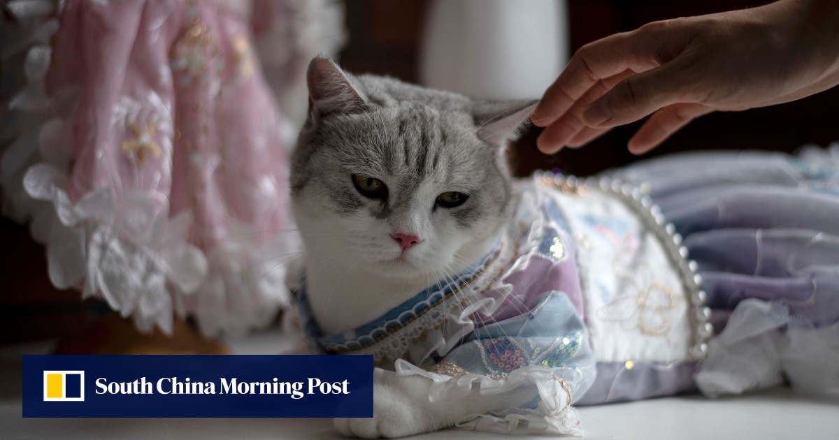 Pet fashion designer makes and sells traditional Chinese gowns ...