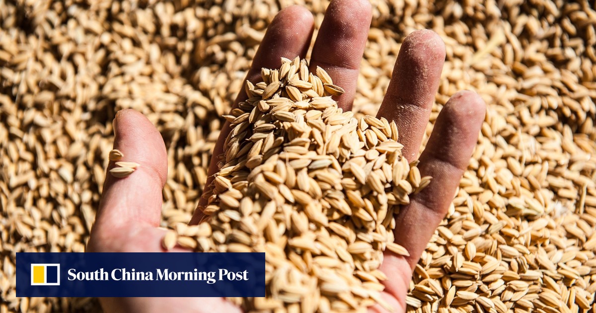 Secrets of the Italian rice used in risotto – and the rice paddies of ...