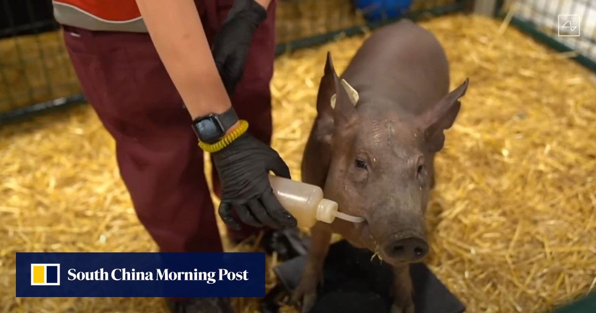 Elon Musk’s Neuralink begins brain chip tests on pigs, with aim to cure ...