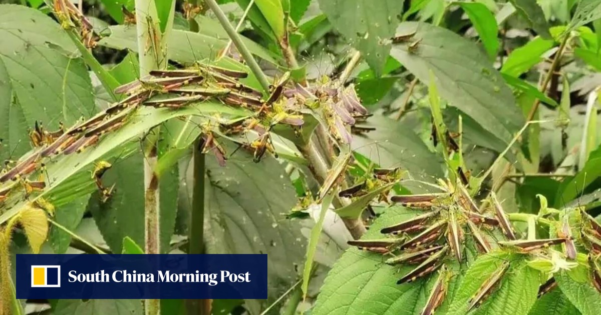 Crops at risk as southern China battles worst locust infestation in ...