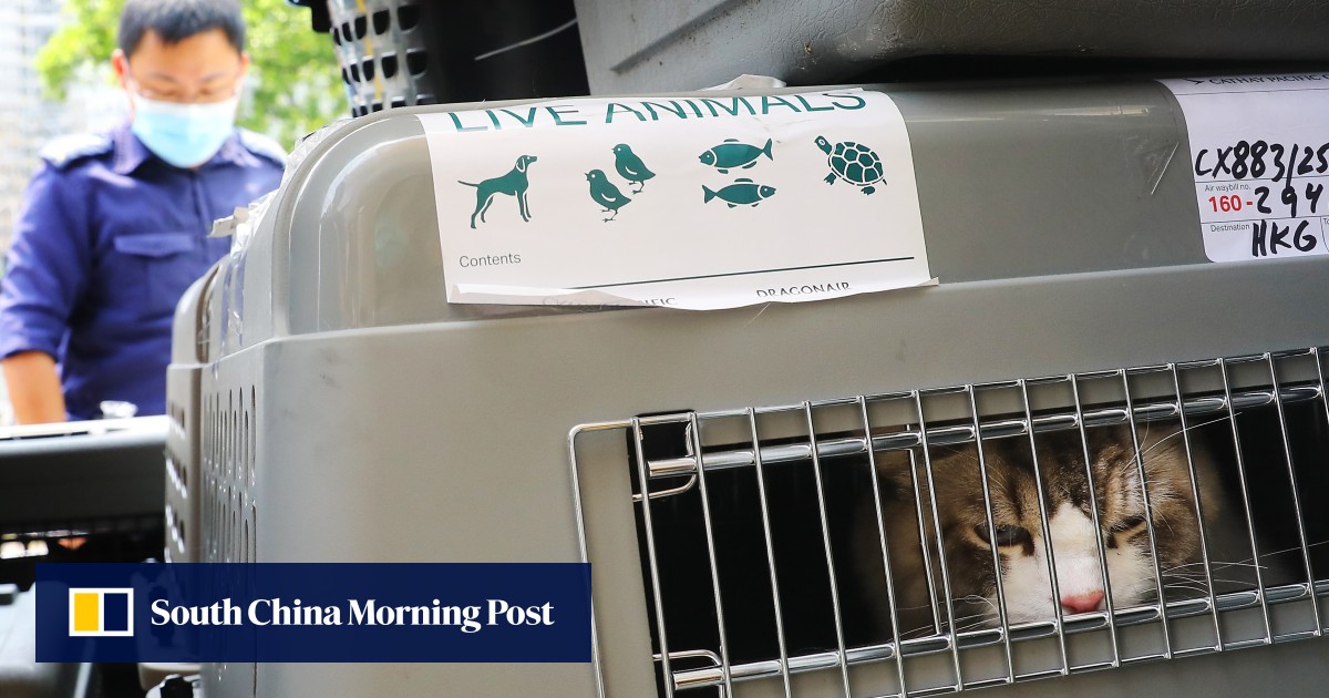 Exclusive | More mainland Chinese pet owners frantically seeking ...