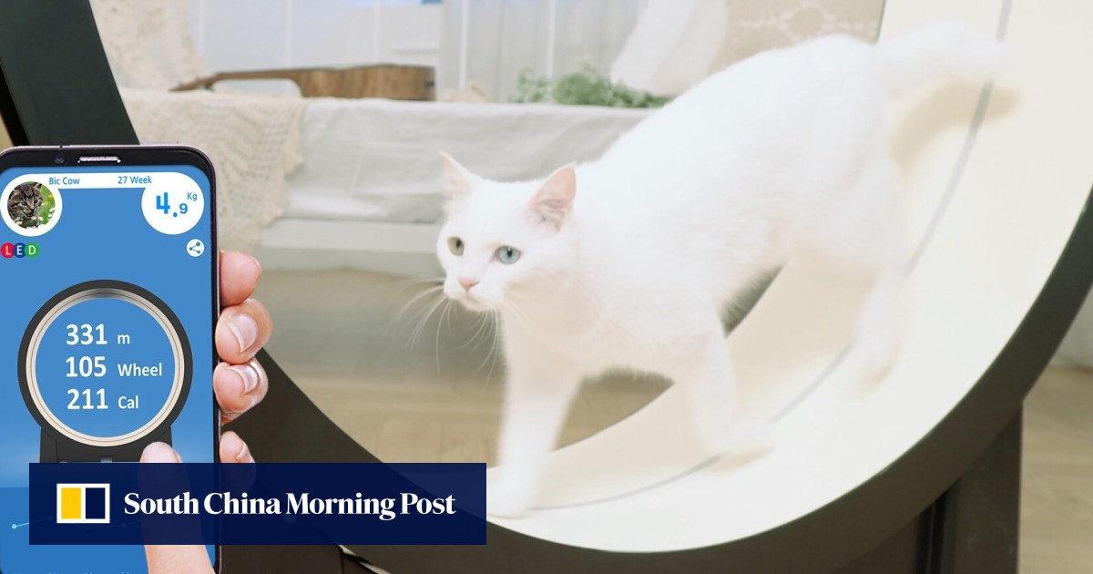 IFA 2020: seven best new gadgets, from an 8K TV with a camera to a ...