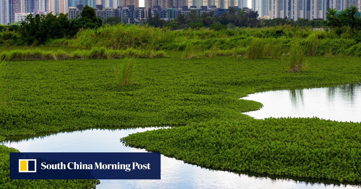 Court Sides With Environmentalist Against Hong Kong Developer That