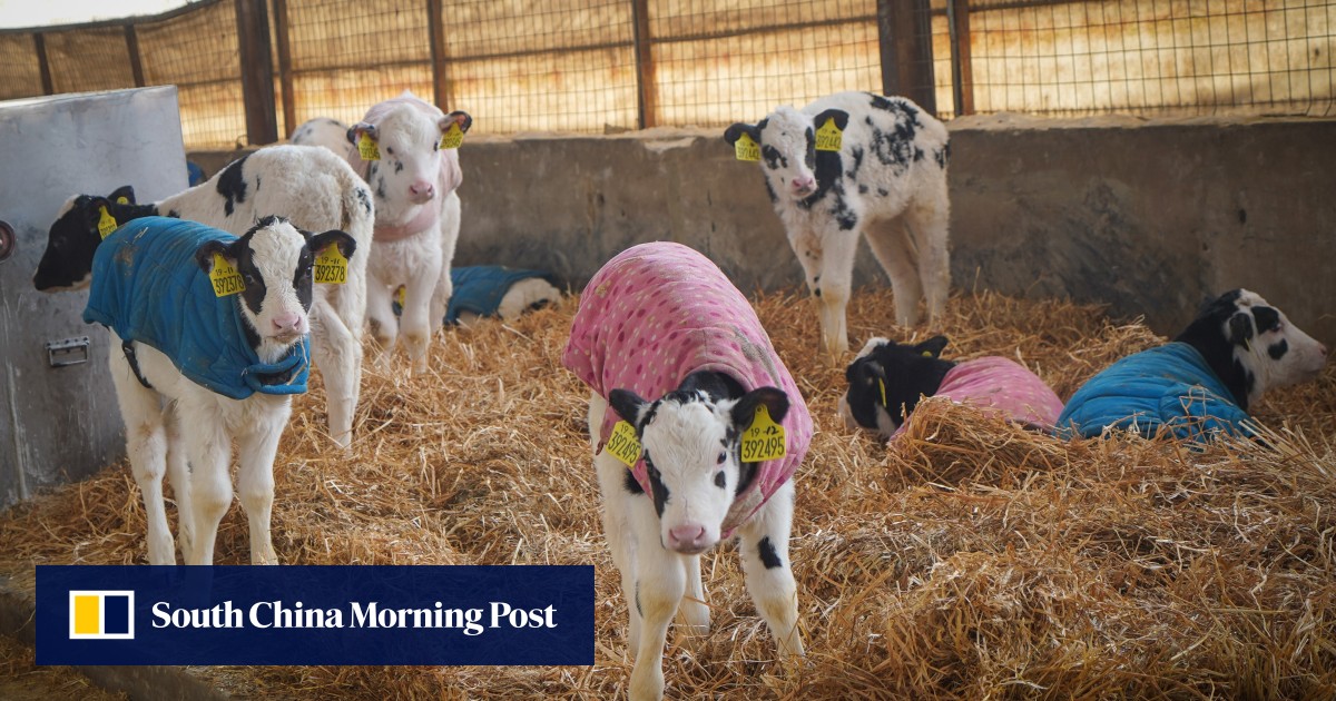 Baby milk formula giant China Feihe, endorsed by film star Zhang Ziyi ...