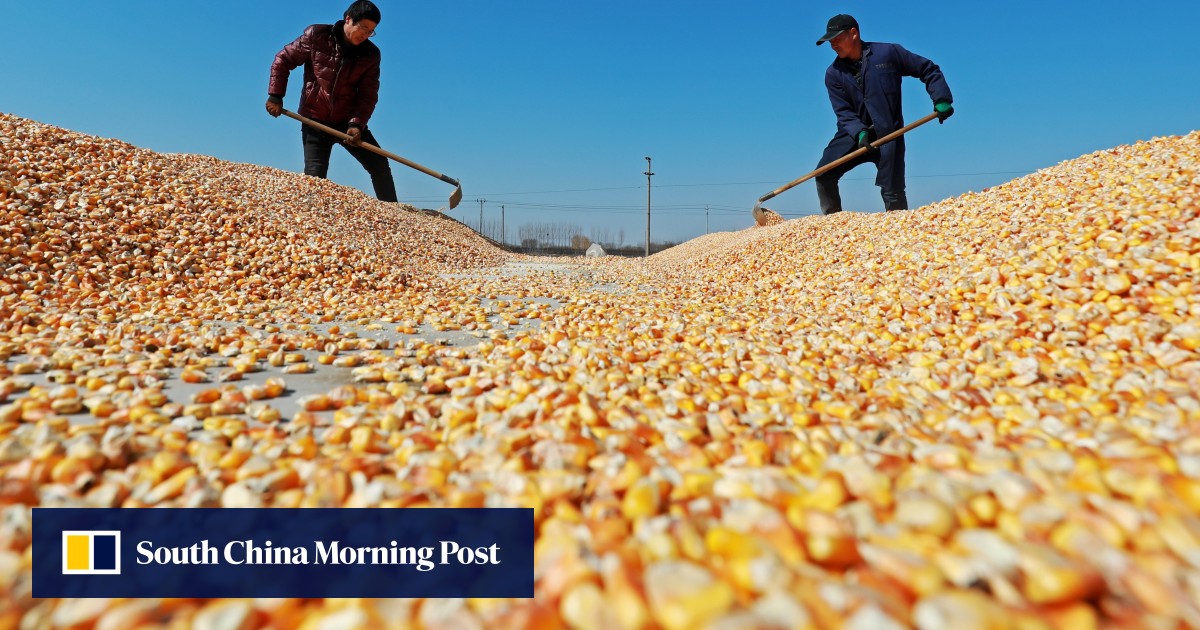 China’s corn-supply concerns grow after three typhoons flatten crops in ...