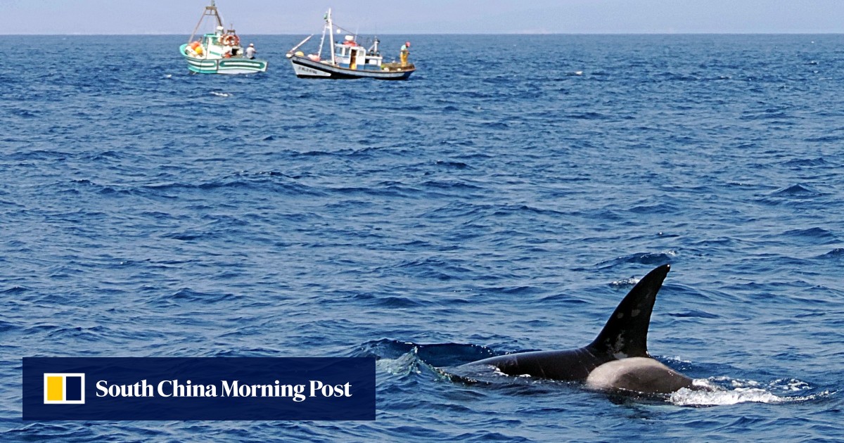 Researchers puzzled by ‘crazy’ killer whales attacking boats near Spain ...