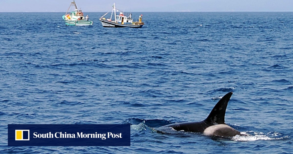 Researchers puzzled by ‘crazy’ killer whales attacking boats near Spain ... Researchers puzzled by ‘crazy’ killer whales attacking boats near Spain ...