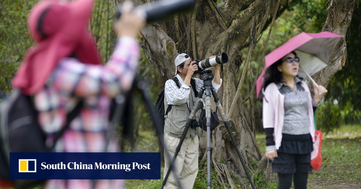 Taiwanese bird group blames political pressure from Beijing for ...