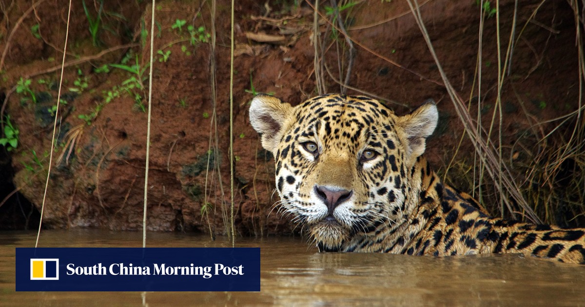 Jaguars under threat as record wildfires, made worse by climate ...