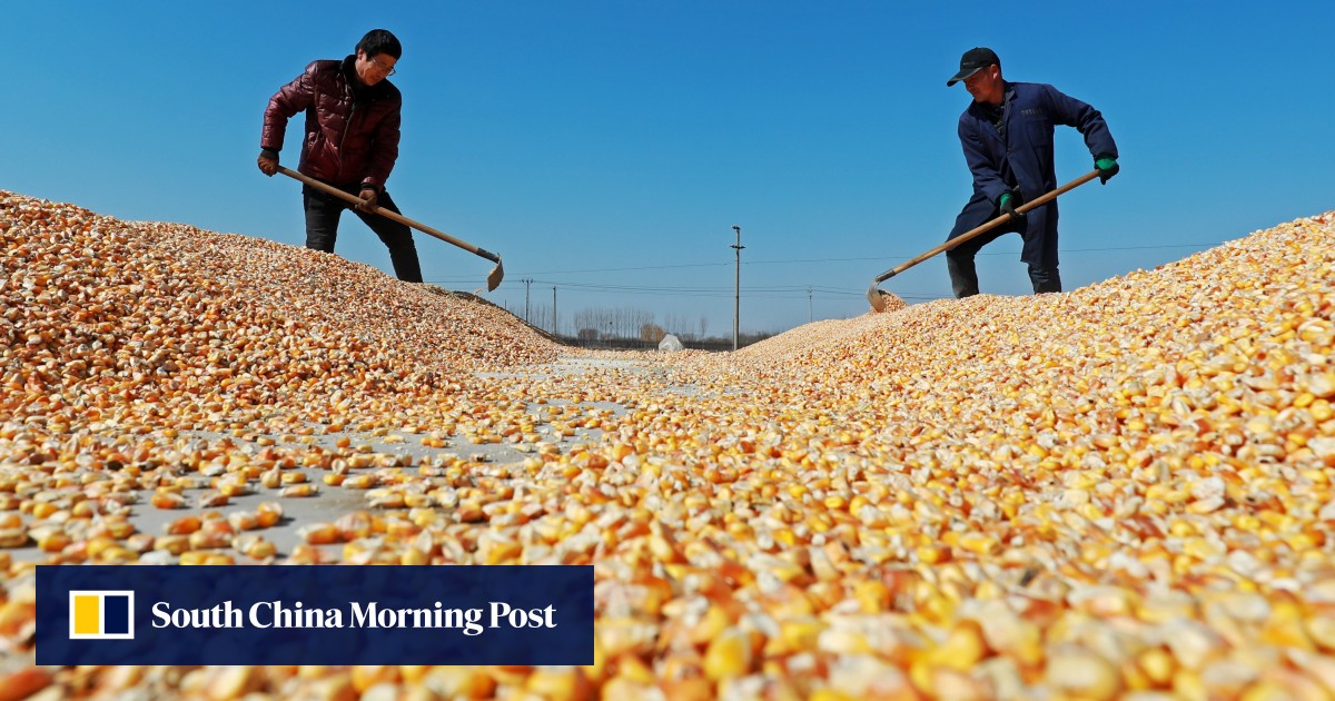 China’s corn heartland Heilongjiang grapples with shortage of farm ...