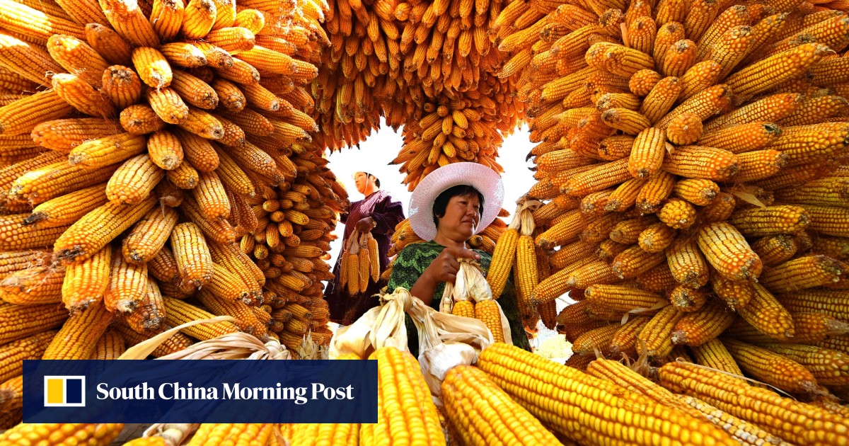 China’s northeastern corn belt left flattened by typhoons, fuelling ...