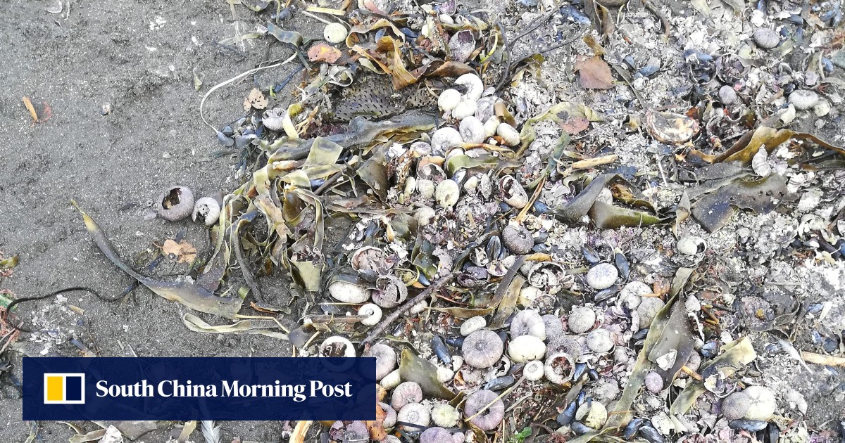 Did toxic rocket fuel kill sea creatures in Russian ‘ecological ...