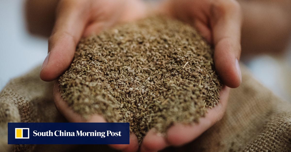 How anise went from medicinal plant to raki, sambuca, ouzo and pastis ...