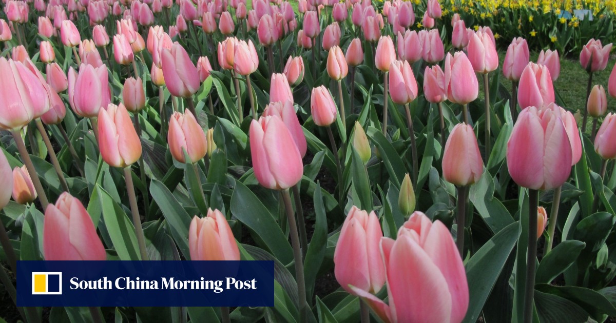 Pollen could play a role in reducing spread of coronavirus, Dutch study ...