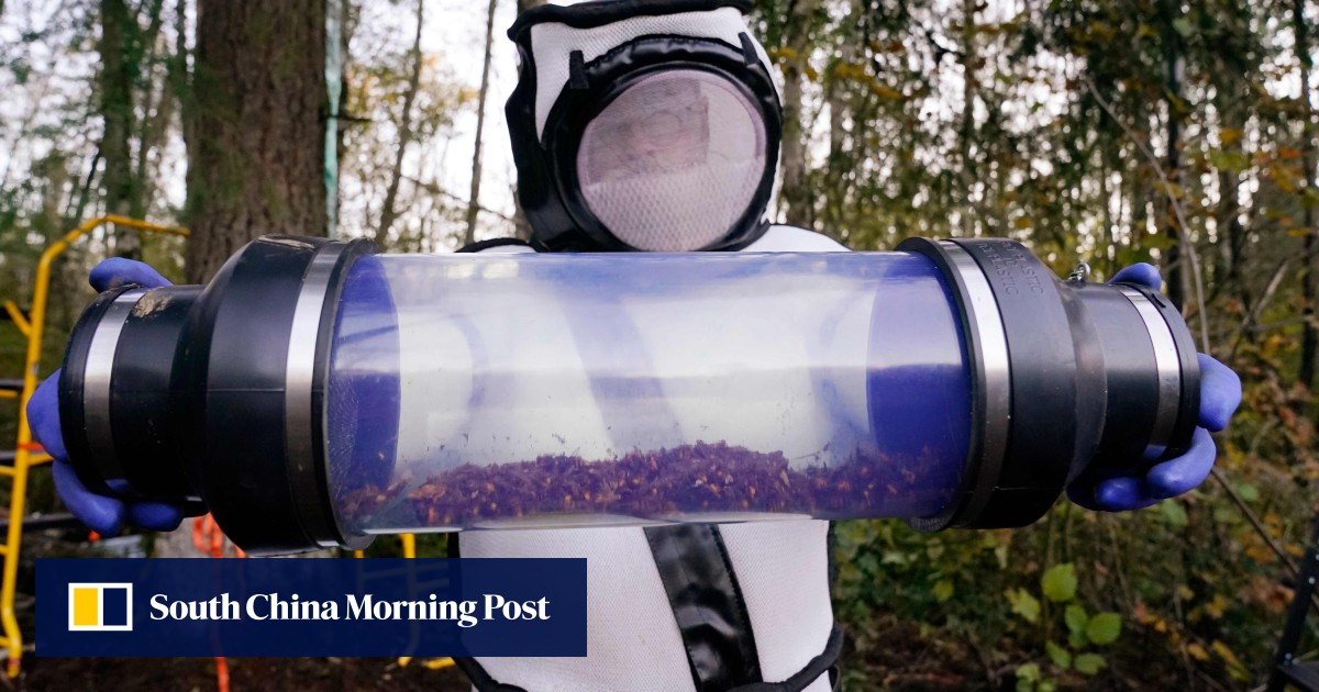 First ever US nest of Asian ‘murder hornets’ destroyed in vacuum ...