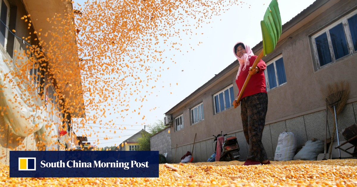 China’s corn imports soar in September as Beijing moves to counter ...