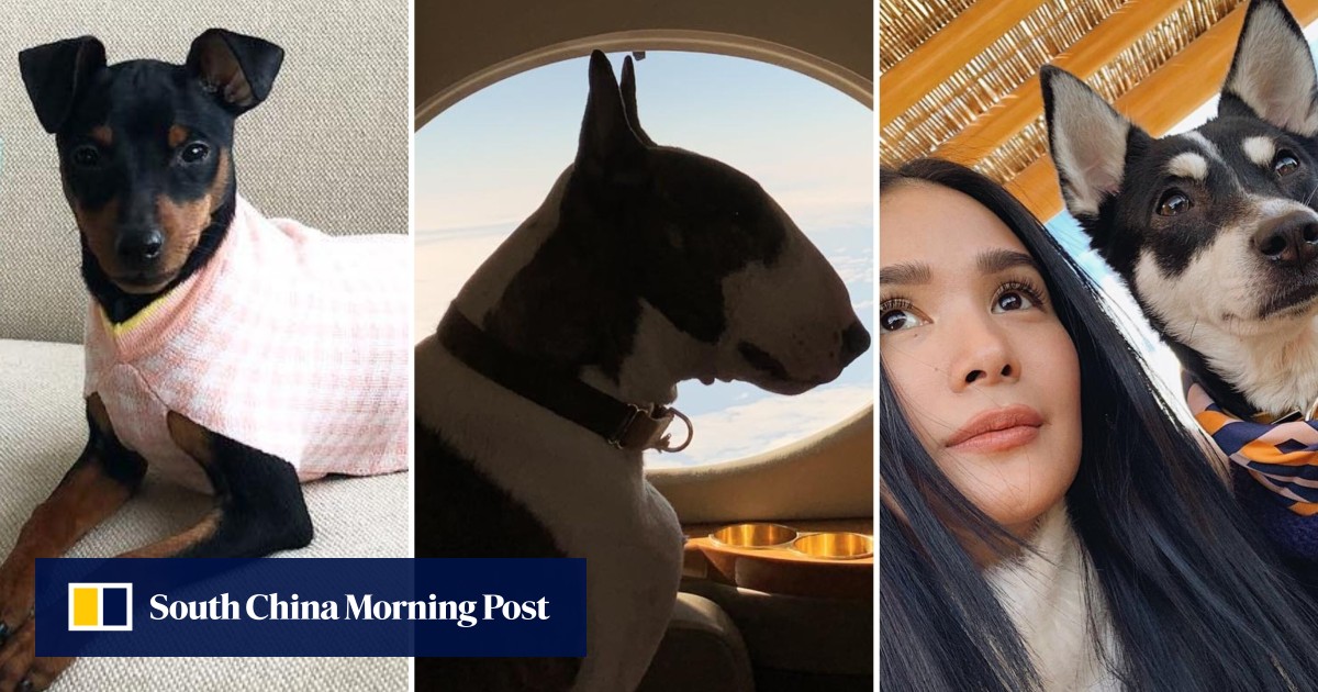 Chiara Ferragni’s French bulldog Matilda to Marc Jacobs’ bull terrier ...