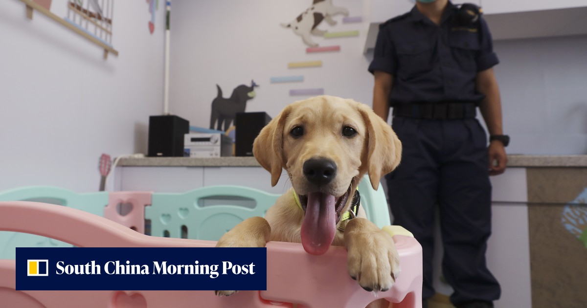 Hong Kong customs’ puppies report for detection duty as department’s ...