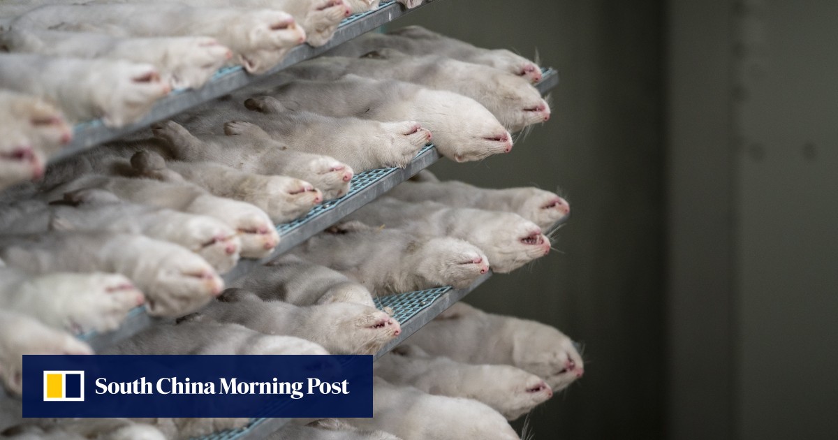 Coronavirus mutation in minks could threaten vaccine efficacy | South ...