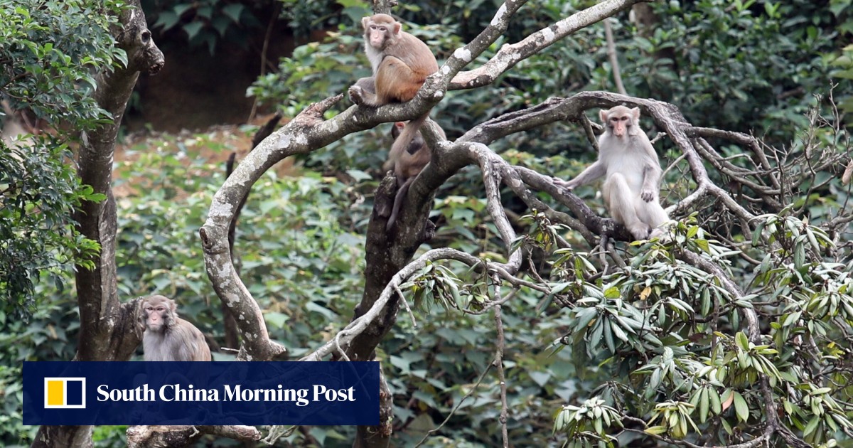 Two hikers bitten by monkeys at Hong Kong’s Shing Mun Country Park ...