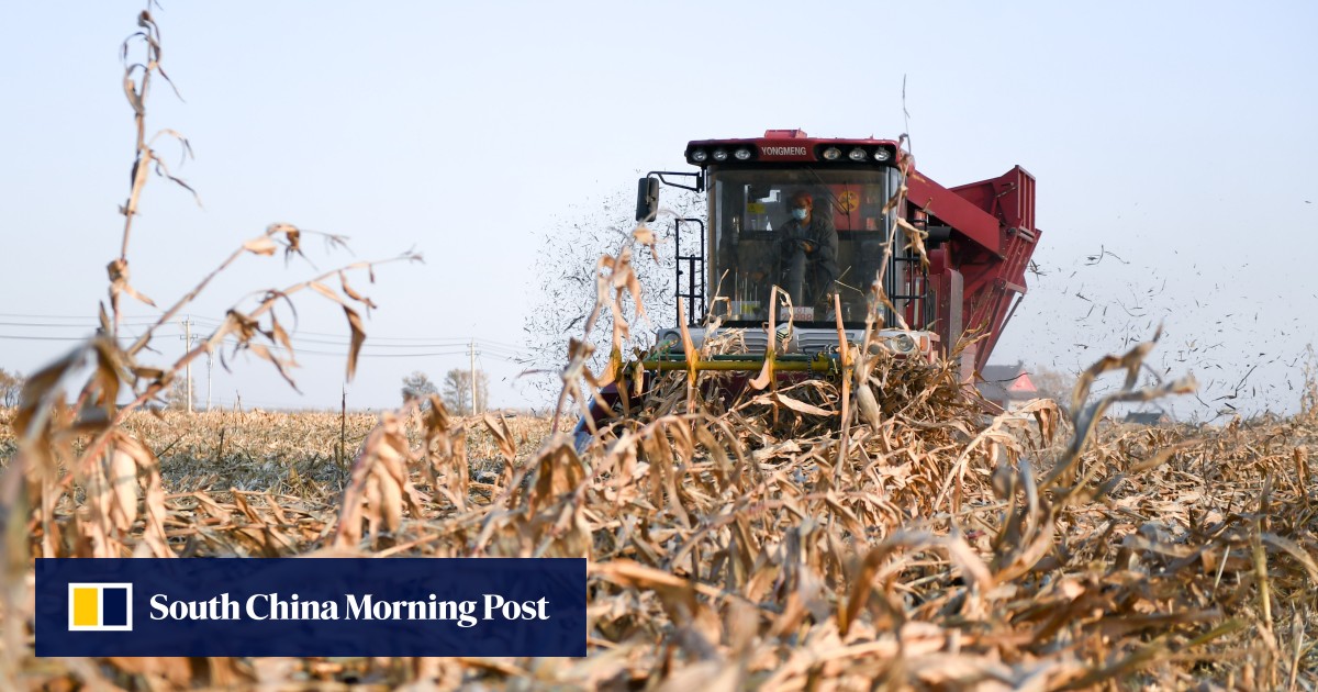China food security: Beijing tells farmers to stick to grain amid ...