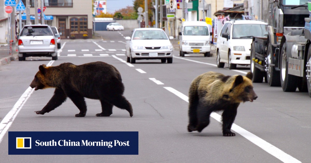 As Japan reports 13,600 bear sightings, why are they coming out of the ...