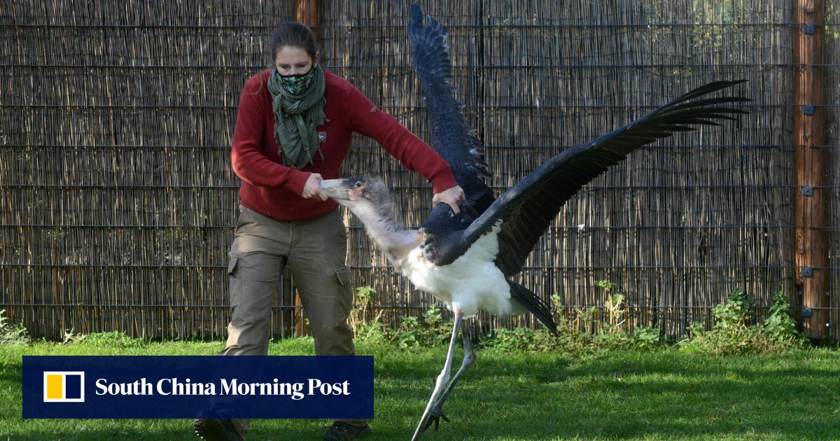 Coronavirus lockdown leaves Europe’s zoos on brink of financial ruin ...