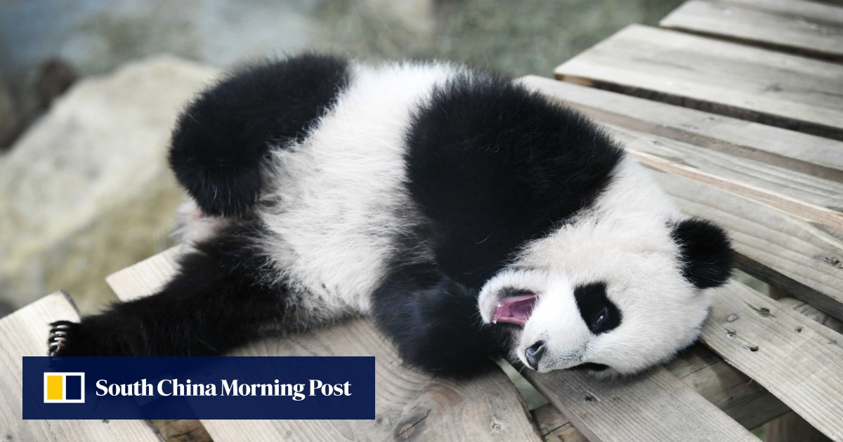 Baby panda born in Netherlands makes public debut | South China Morning ...