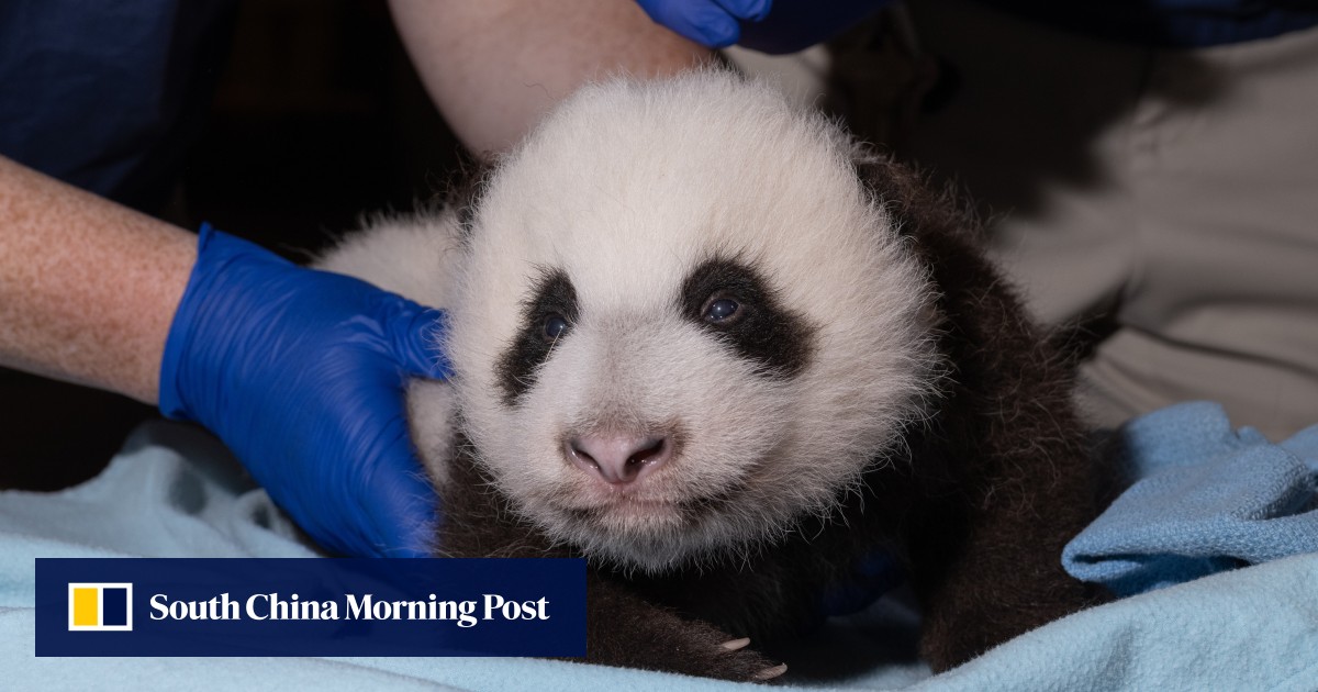 China-US relations: in turbulent times a Miracle baby panda is bringing ...