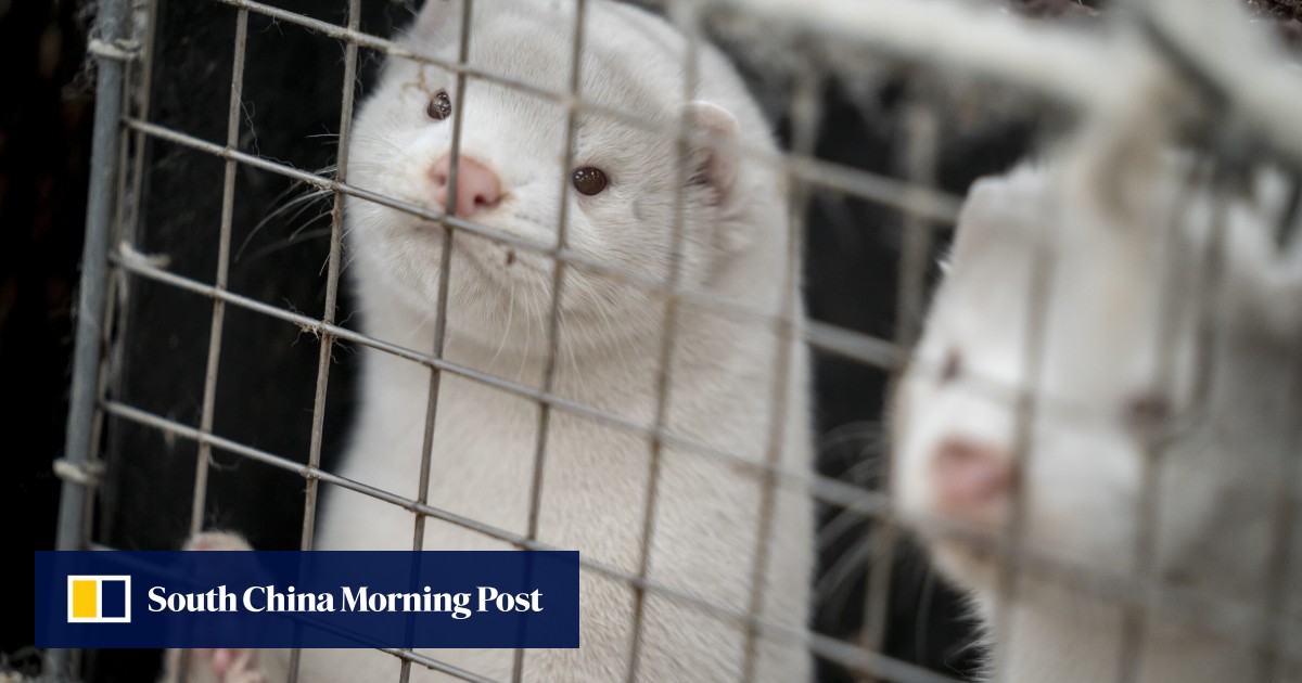 Coronavirus: culled mink rise from graves in Denmark after botched mass ...