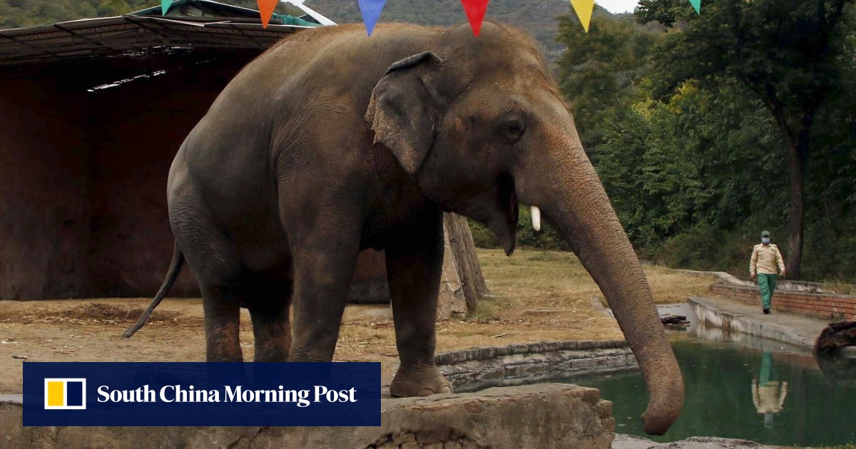 Kaavan the ‘world’s loneliest elephant’ bound for happier new home in ...