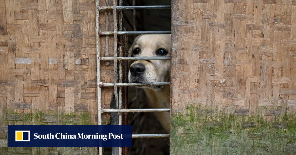 Dog’s life for China animal rescuer who shares her home with 1,300 ...