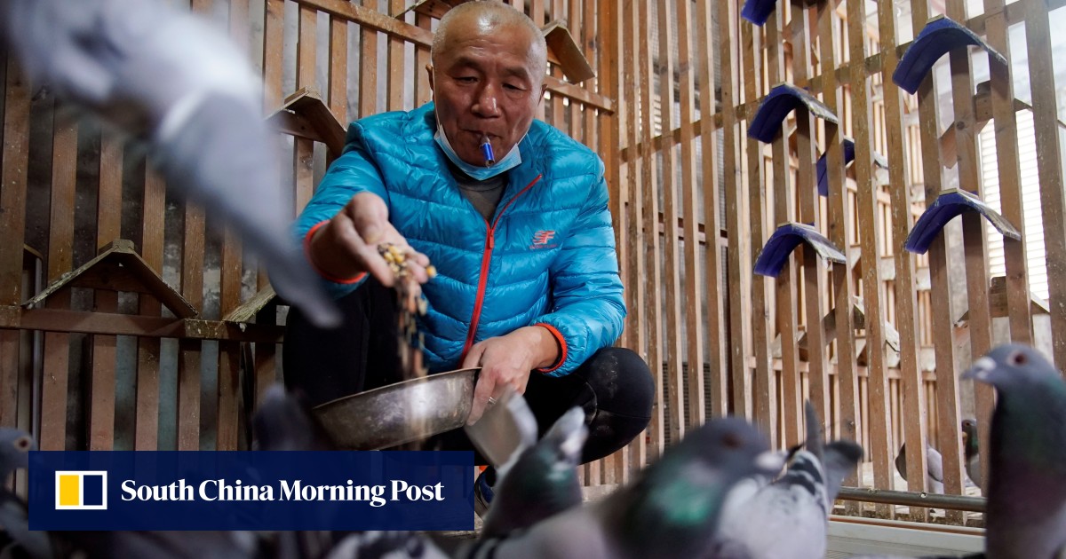 China’s pigeon racing enthusiasts are flying high | South China Morning ...