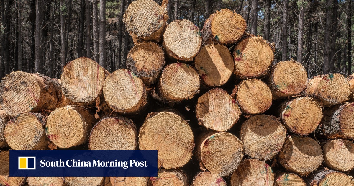 China-Australia relations: timber trade felled as imports axed from two ...