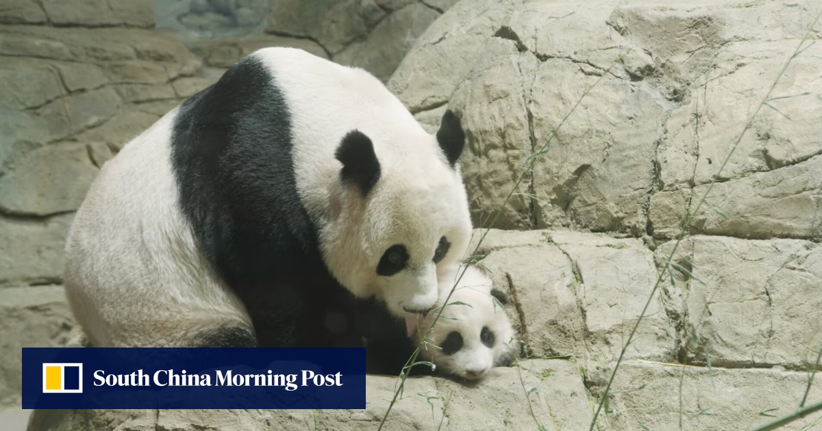 Washington zoo’s giant panda cub Xiao Qi Ji rocks it in new Instagram ...